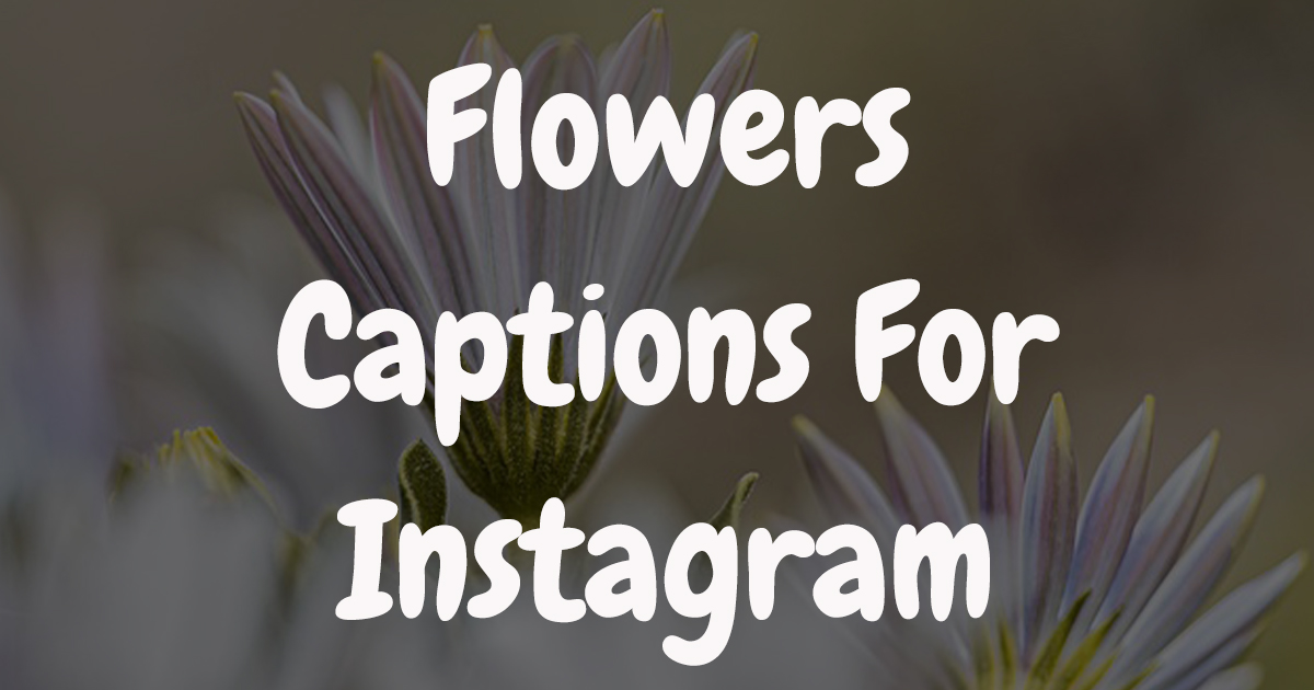 616+ Flowers Captions For Instagram | Flower Quotes & Captions for ...